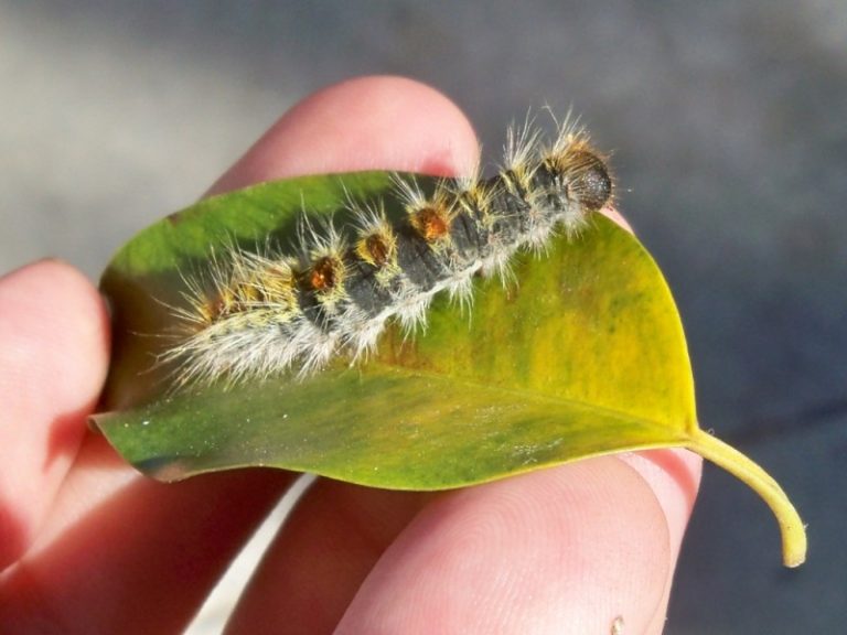 De processierups, voorkom jeuk en overlast